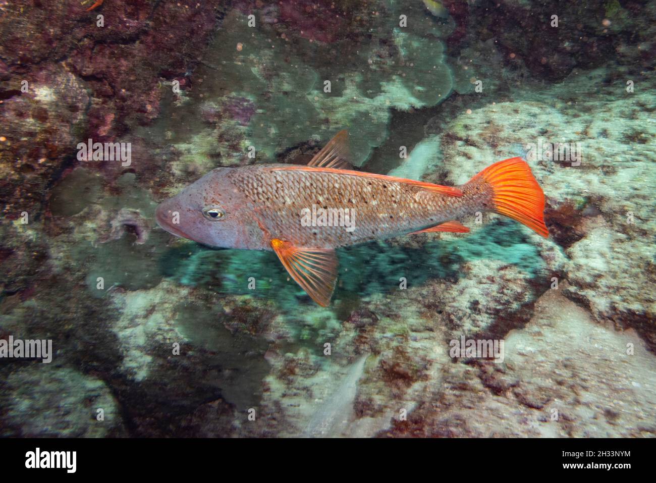 Fish with orange tail underwater, Castle Rock Dive Site, Nursery Dive ...