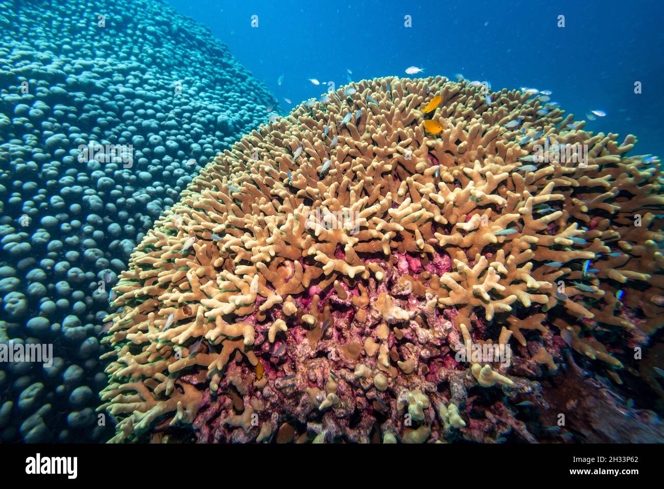 Small fish among corals, Turtle Bommie Dive Site, Great Barrier Reef ...