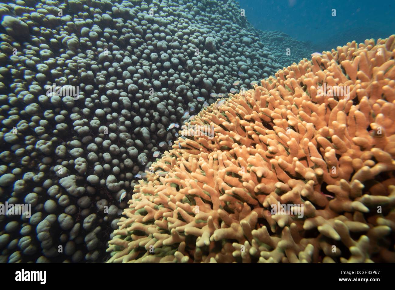 Small fish among corals, Turtle Bommie Dive Site, Great Barrier Reef ...