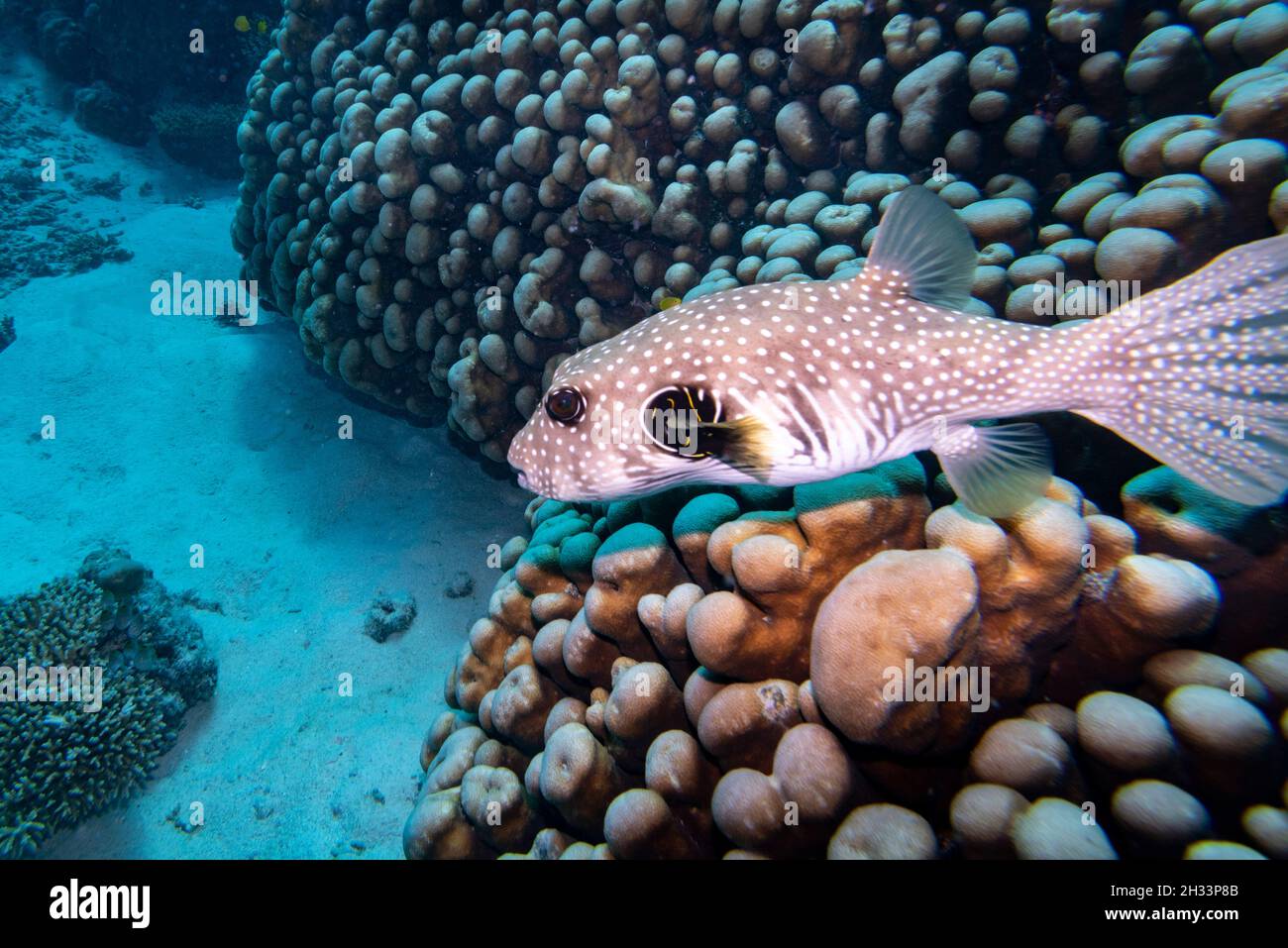 White spotted pufferfish, Turtle Bommie Dive Site, Great Barrier Reef ...
