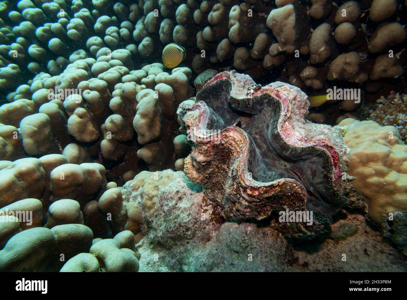 Giant clam near corals, Turtle Bommie Dive Site, Great Barrier Reef ...