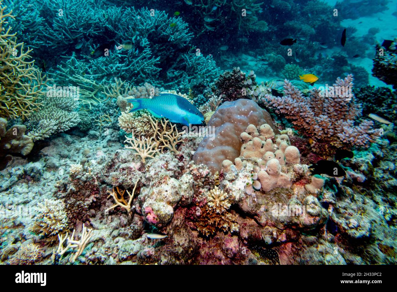 Blue Parrotfish near corals, Turtle Bommie Dive Site, Great Barrier ...