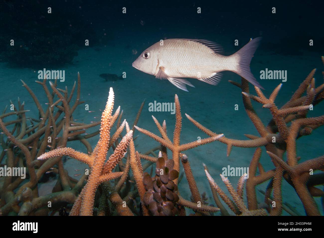 Fish near branch corals, Turtle Bommie Dive Site, Great Barrier Reef ...