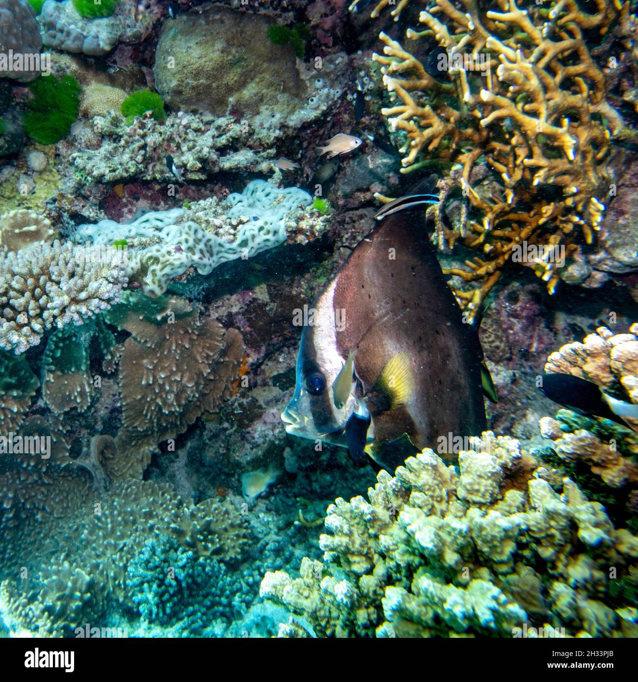 Angelfish swimming near corals, Turtle Bommie Dive Site, Great Barrier ...