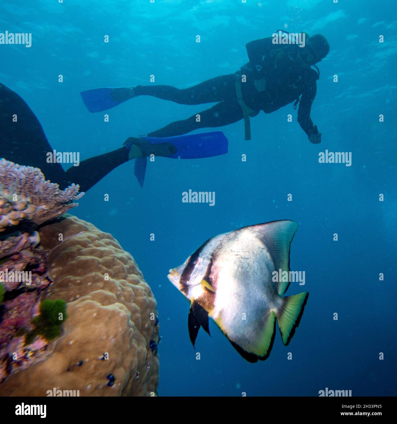 Angelfish with scuba divers underwater, Turtle Bommie Dive Site, Great ...
