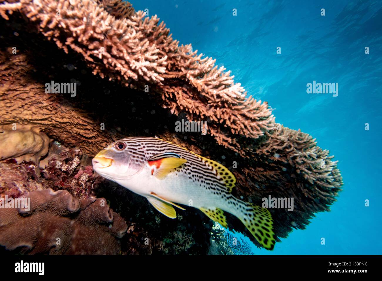 Oriental Sweetlips fish near coral reef, Nursery Dive Site, Great ...