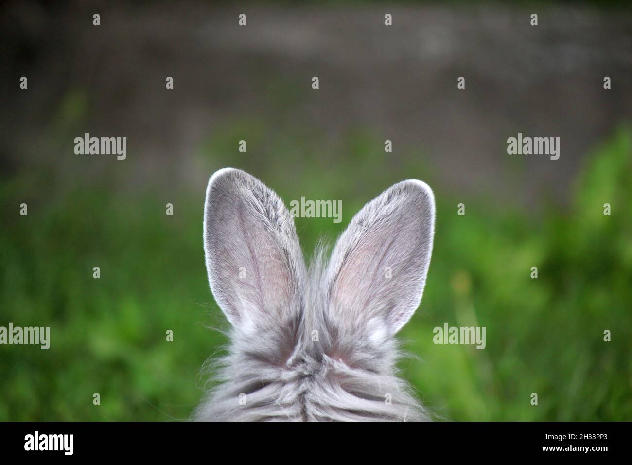 Grey rabbits hi-res stock photography and images - Alamy