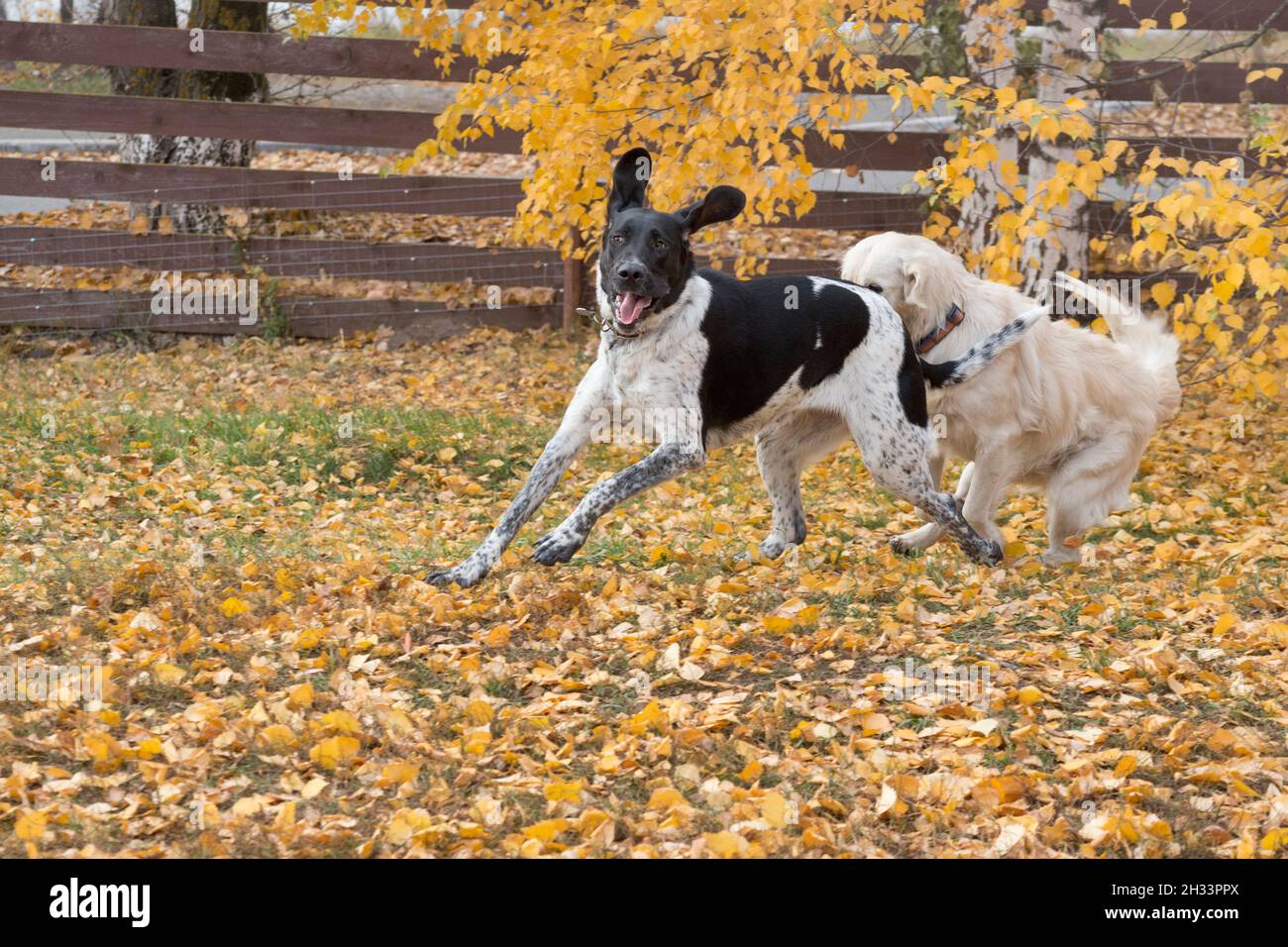 Norwegian sports mestizo and golden retriever are playing in the autumn ...