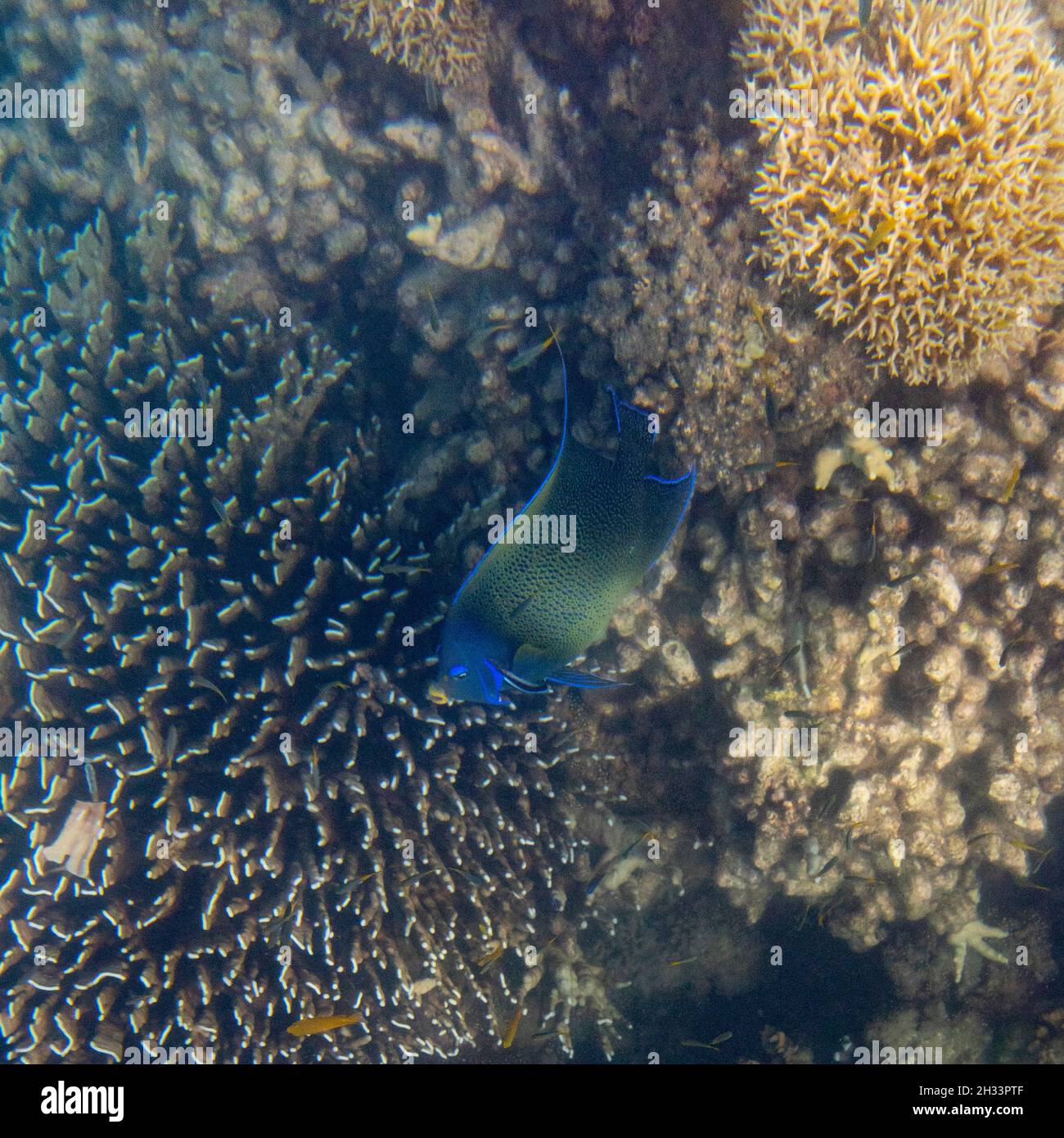 Semicircled Angelfish (Pomacanthus semicirculatus), Low Isles, Great ...