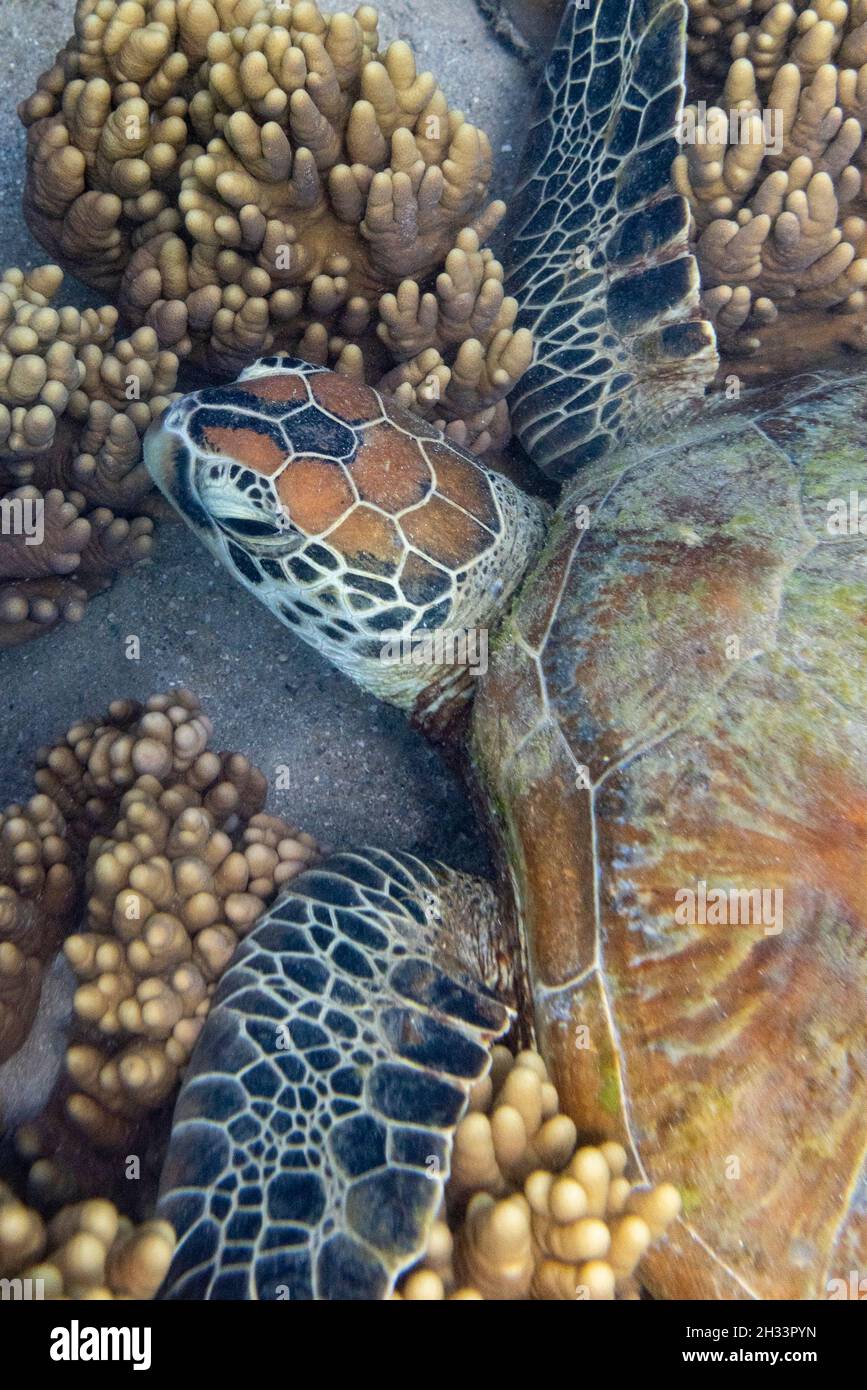 Great barrier reef green turtle hi-res stock photography and images - Alamy