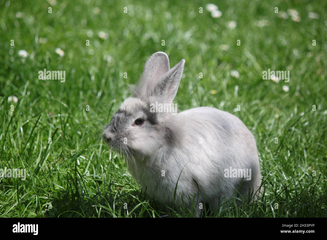 Lion head rabbit hi-res stock photography and images - Alamy
