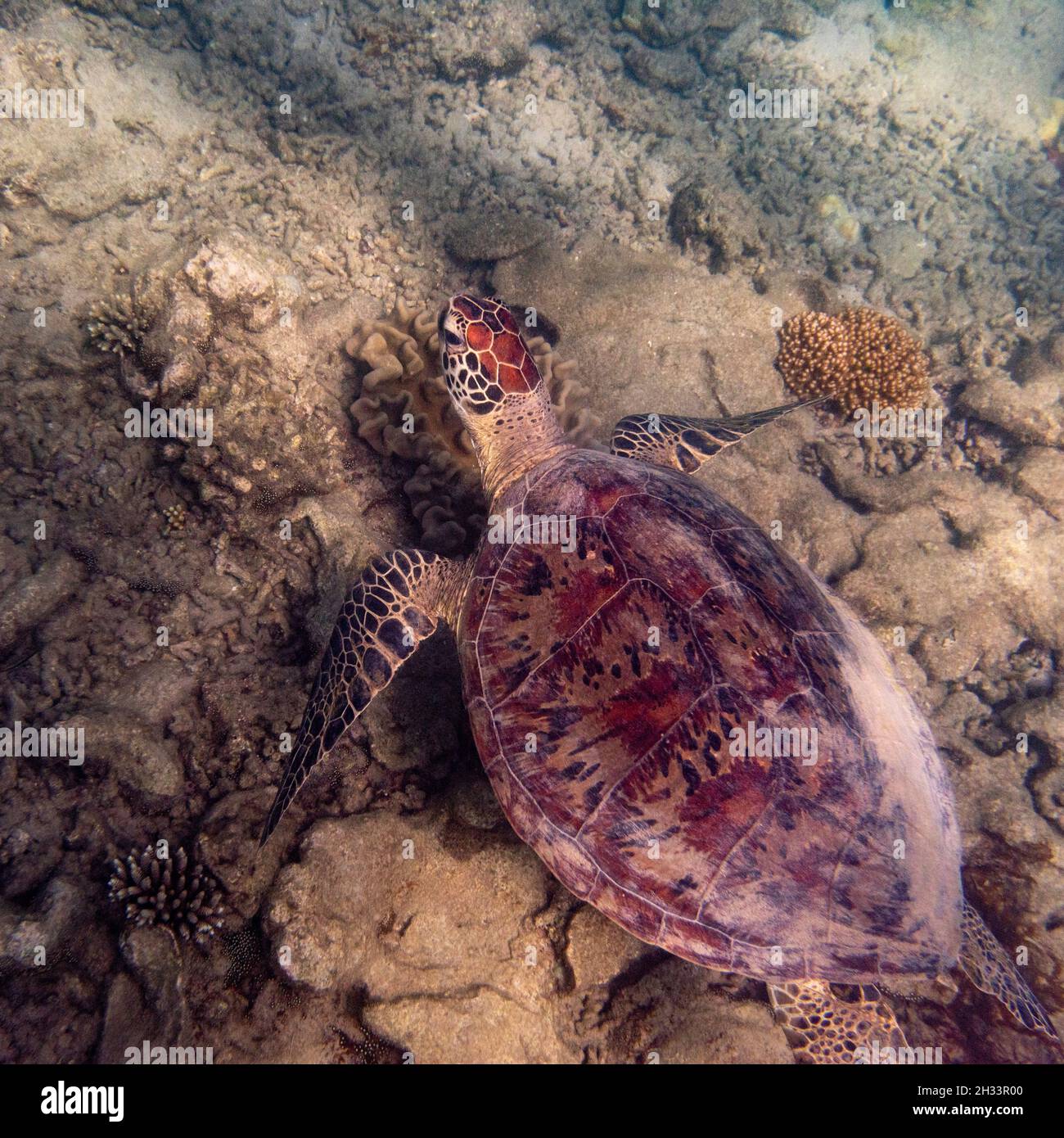 Green Sea turtle, Low Isles, Great Barrier Reef, Queensland, Australia ...