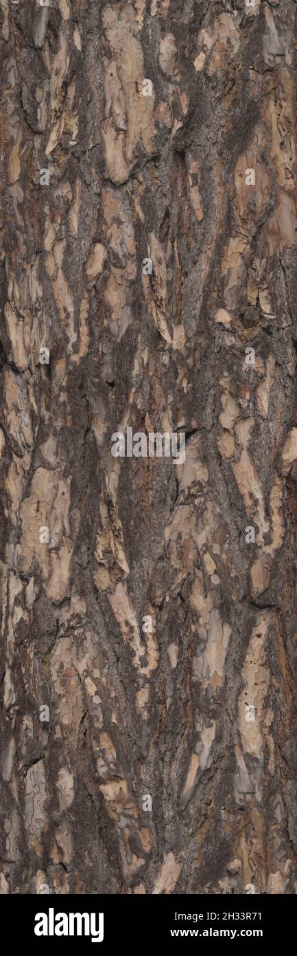 Bark texture and background. High resolution Stock Photo - Alamy