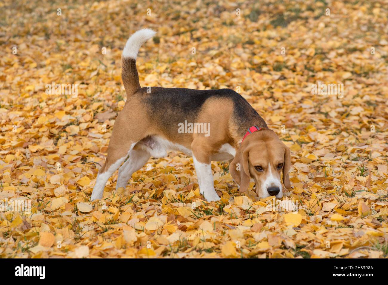 Cute english beagle is sniffing out traces on a yellow foliage in the ...