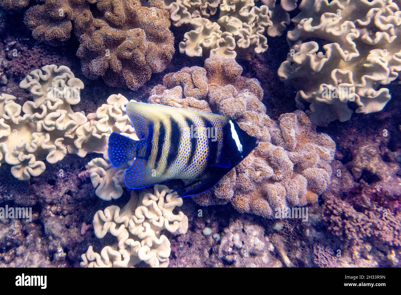 Striped angelfish near corals, Low Isles, Great Barrier Reef ...