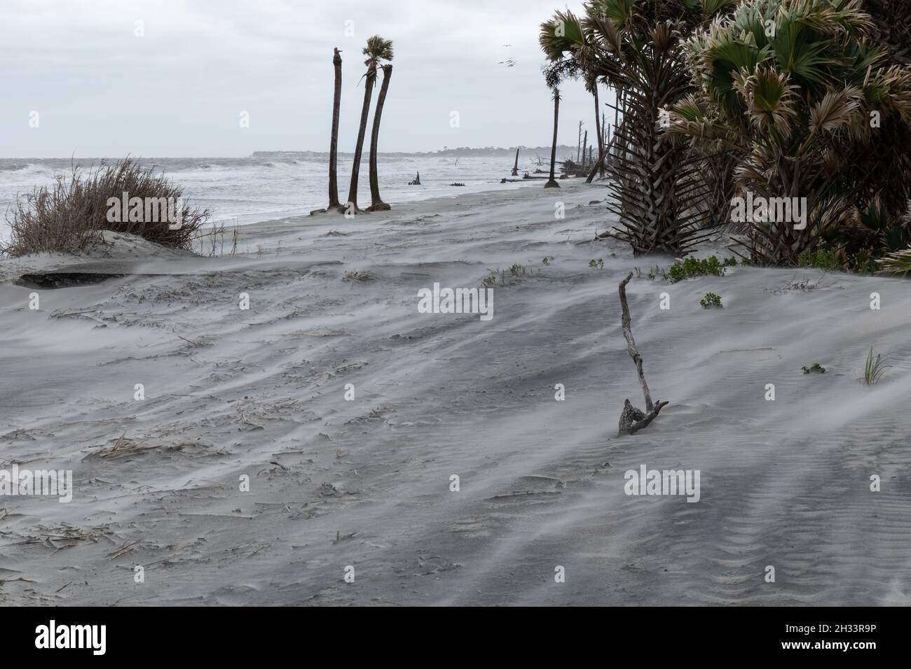 Coastal storm hurricane with blowing sand on beach and heavy surf ocean ...