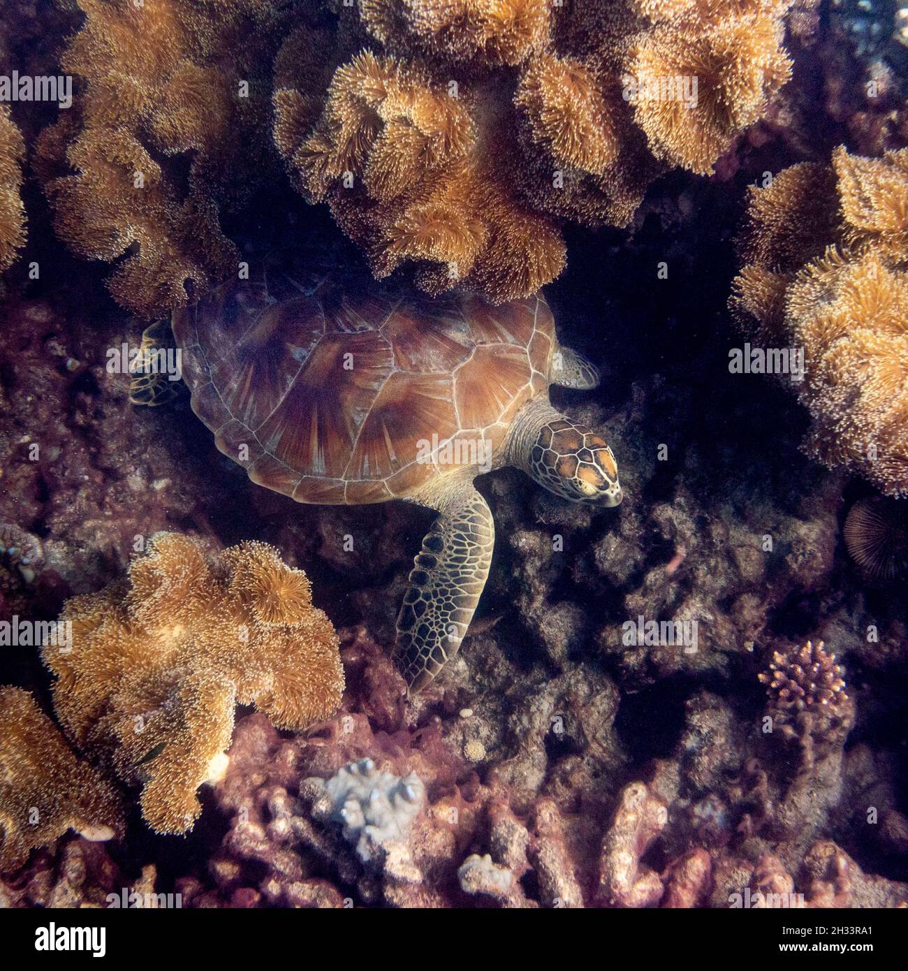 Green Sea Turtle among Toadstool Corals, Low Isles, Great Barrier Reef ...