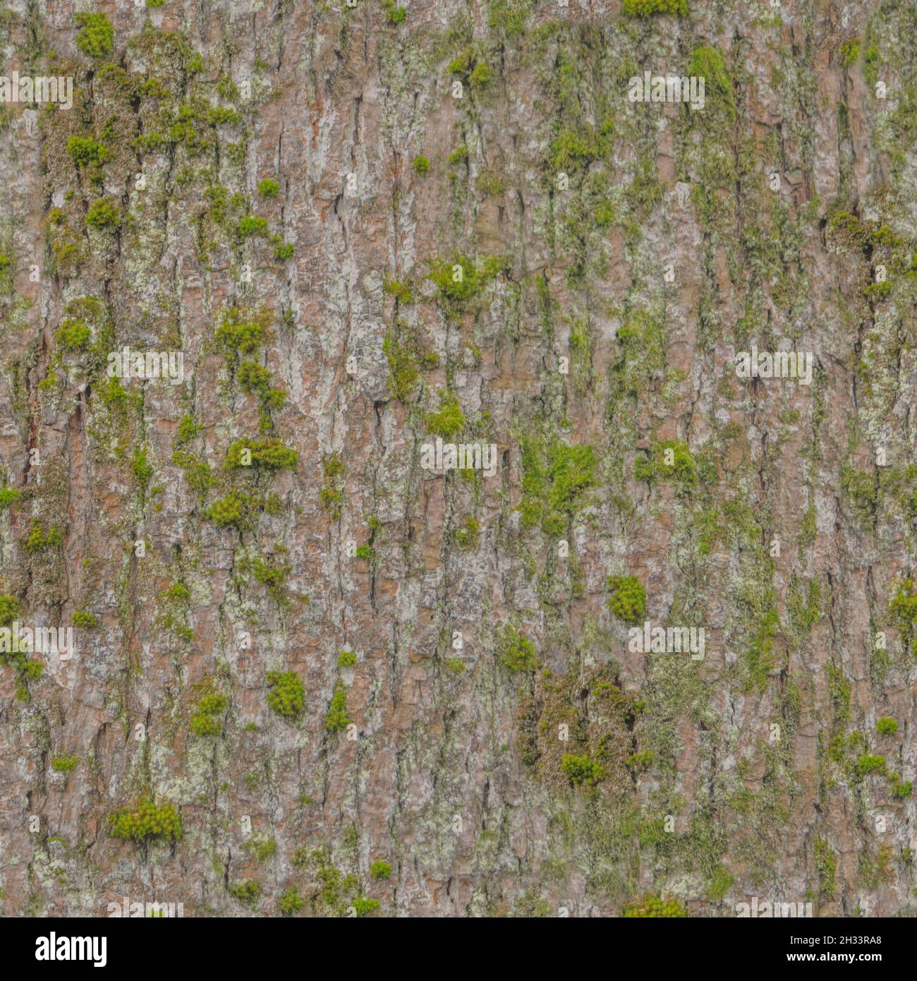 Bark texture and background. High resolution Stock Photo - Alamy