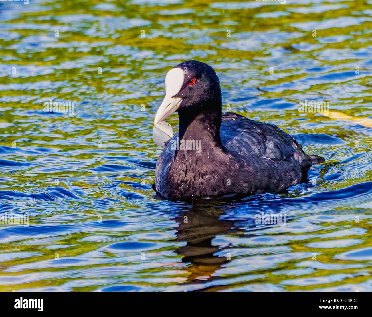 Birds with beautiful eyes hi-res stock photography and images - Alamy