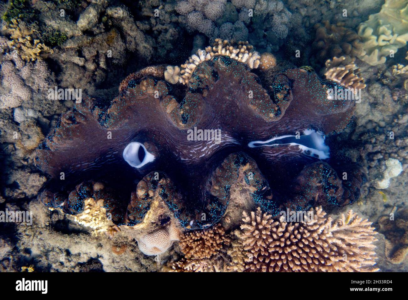 Giant Clam, Low Isles, Great Barrier Reef, Queensland, Australia Stock ...