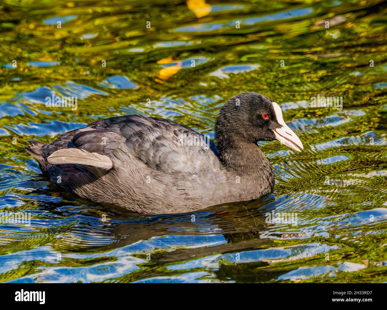 Beautiful Coot Swimming in Canal Stock Photo - Alamy