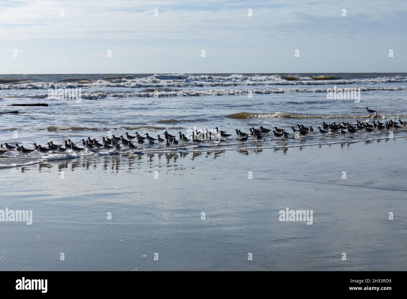 Flock of sea birds running along the edge of the ocean surf, clear ...