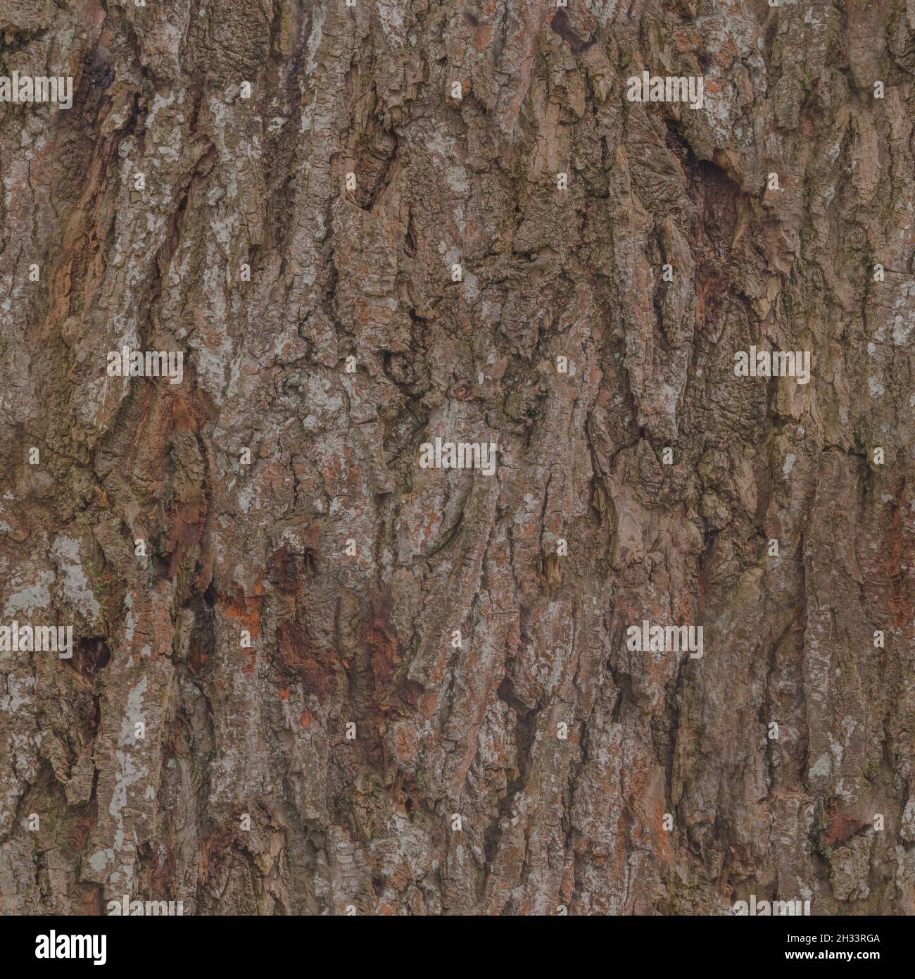 Bark texture and background. High resolution Stock Photo - Alamy