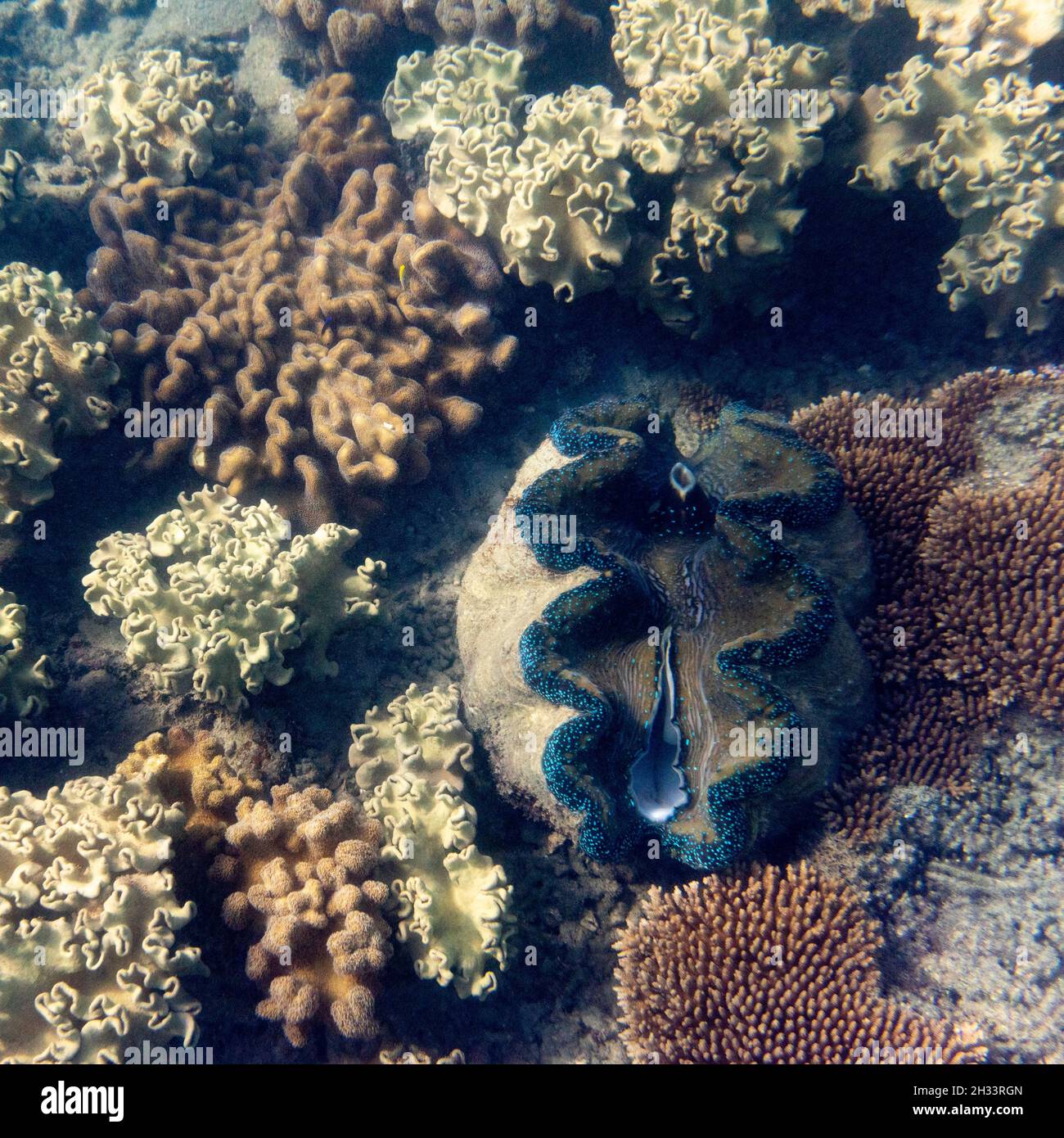 Giant clam, Low Isles, Great Barrier Reef, Queensland, Australia Stock ...