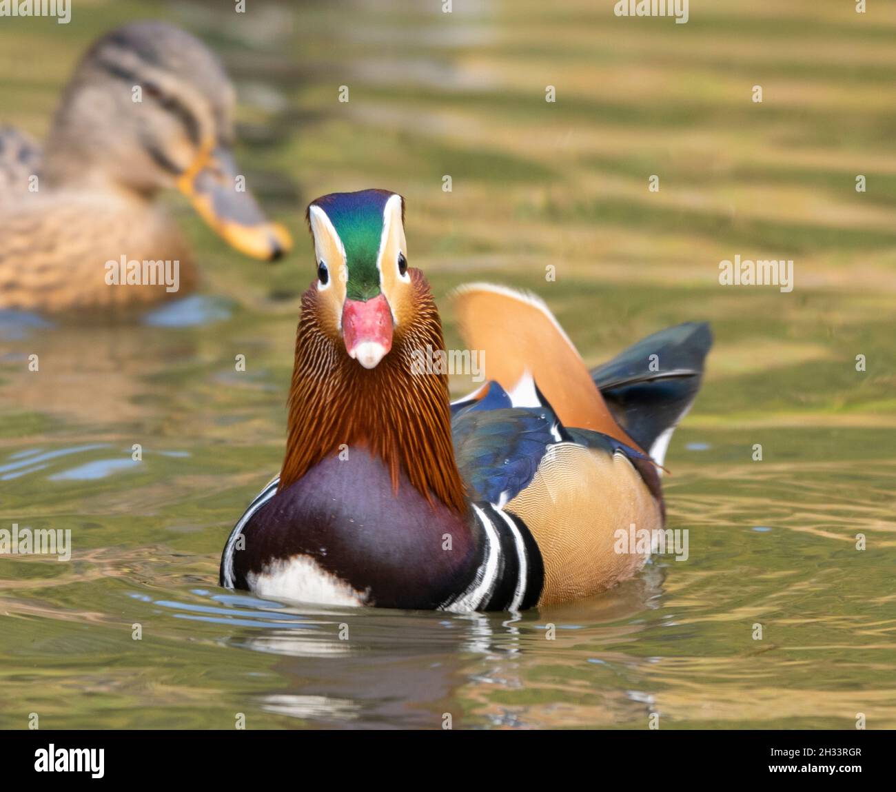 Mandarin Duck on water Stock Photo - Alamy