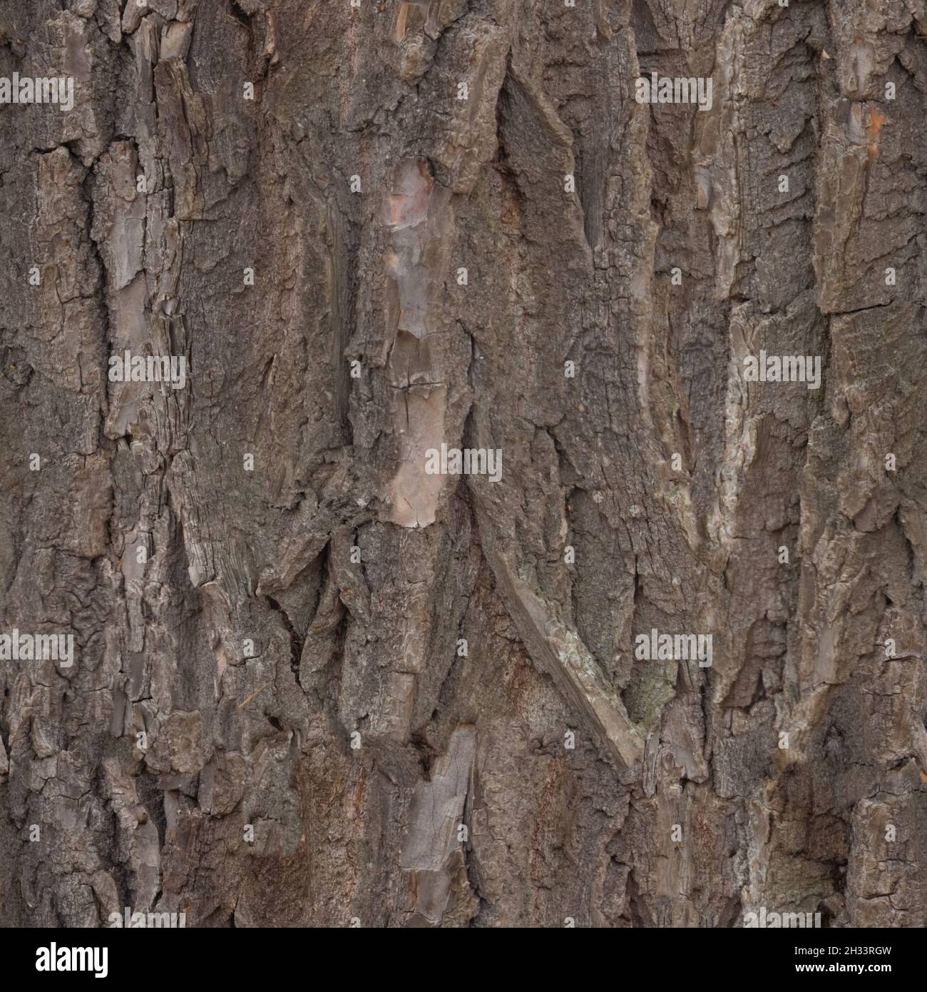 Bark texture and background. High resolution Stock Photo - Alamy