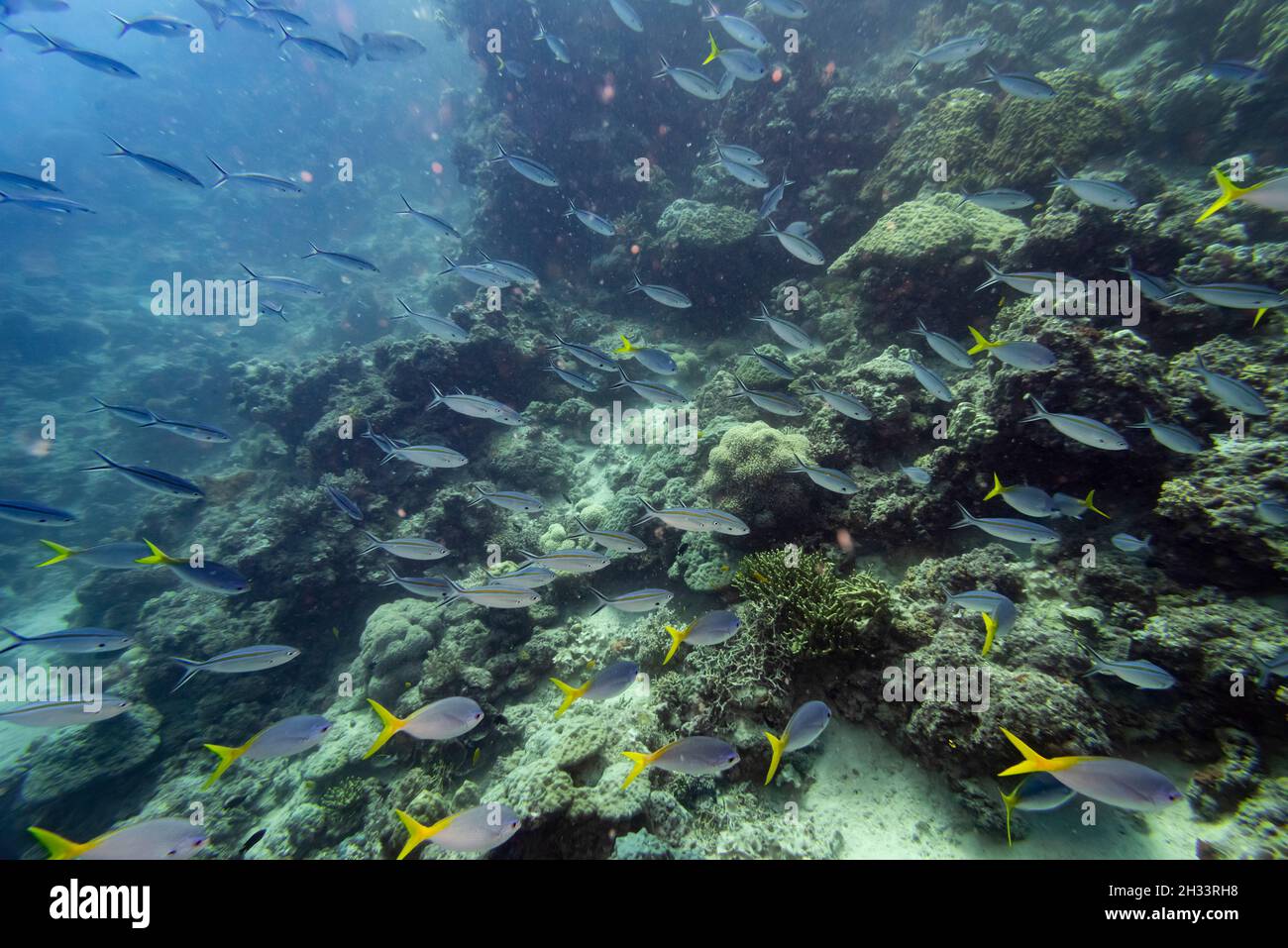 School of fish near coral reef, Agincourt Reef, Great Barrier Reef ...