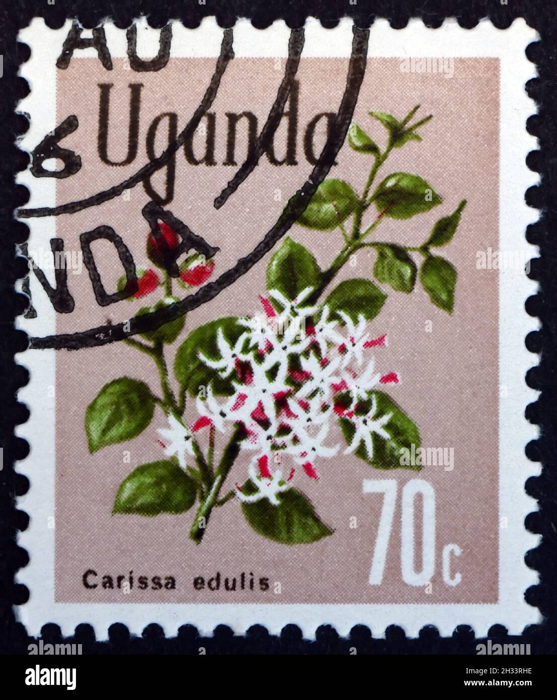 UGANDA - CIRCA 1969: a stamp printed in Uganda shows Carissa Edulis, is ...
