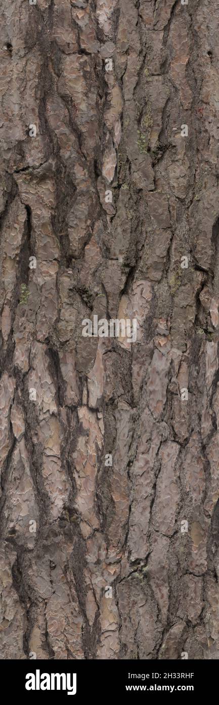 Bark texture and background. High resolution Stock Photo - Alamy