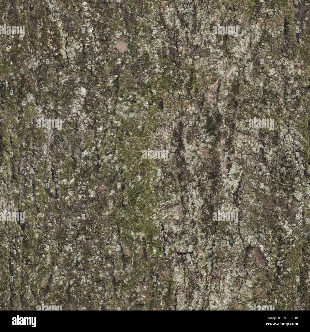 Bark texture and background. High resolution Stock Photo - Alamy