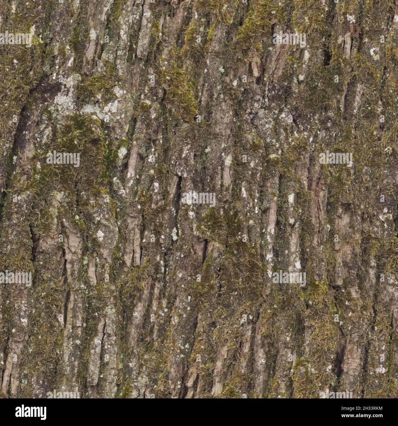 Bark texture and background. High resolution Stock Photo - Alamy