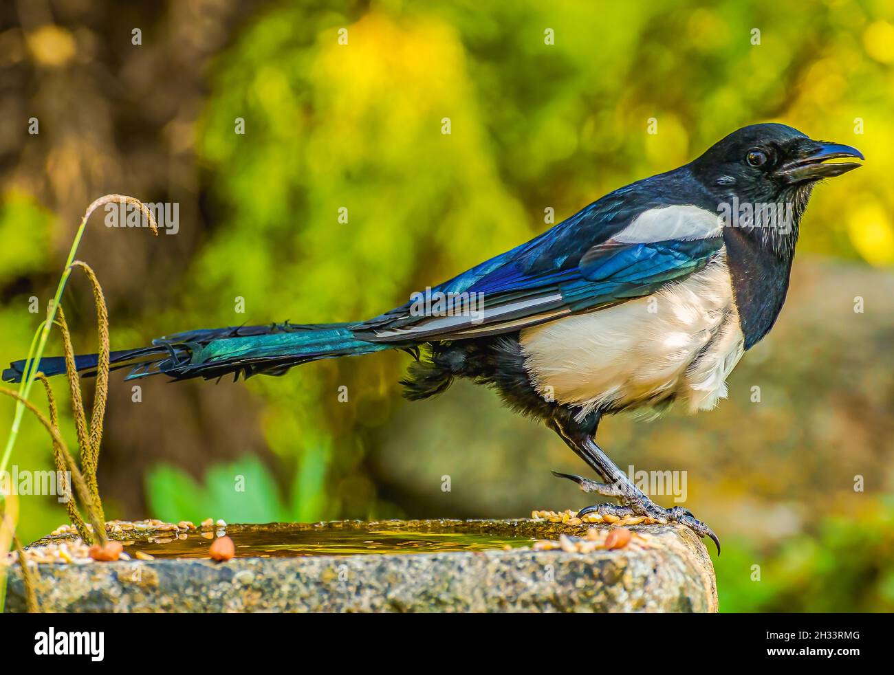 The Beautiful Magpie Displaying All It's Summer Pumage Stock Photo - Alamy