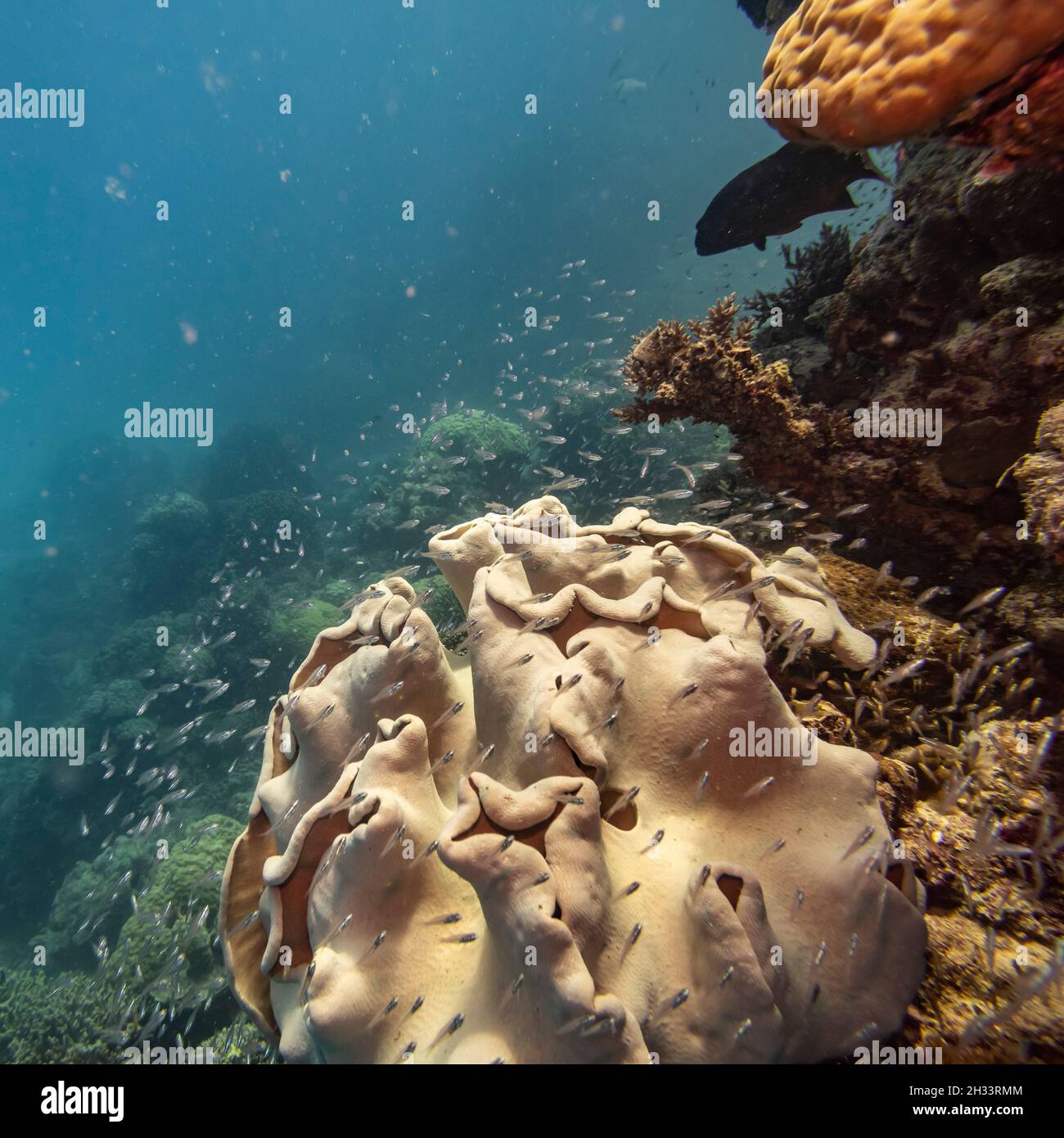 Fish swimming above coral reef, Agincourt Reef, Great Barrier Reef ...