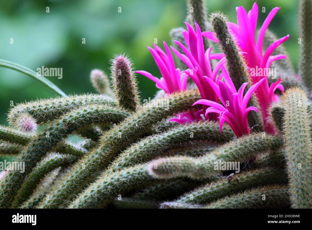 Pink cactus flowers hi-res stock photography and images - Alamy