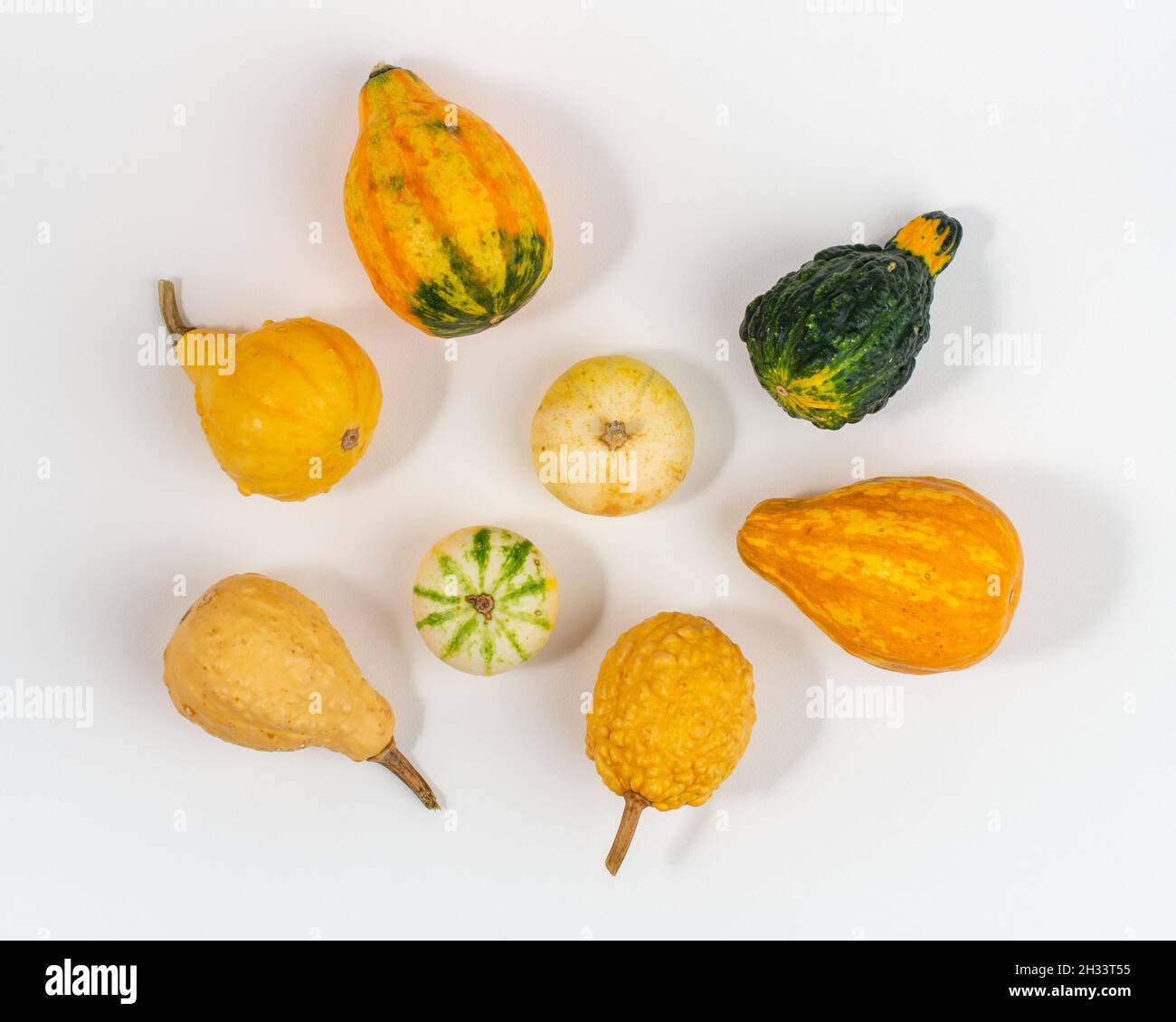 Selection of small decorative pumpkins on white background Stock Photo ...