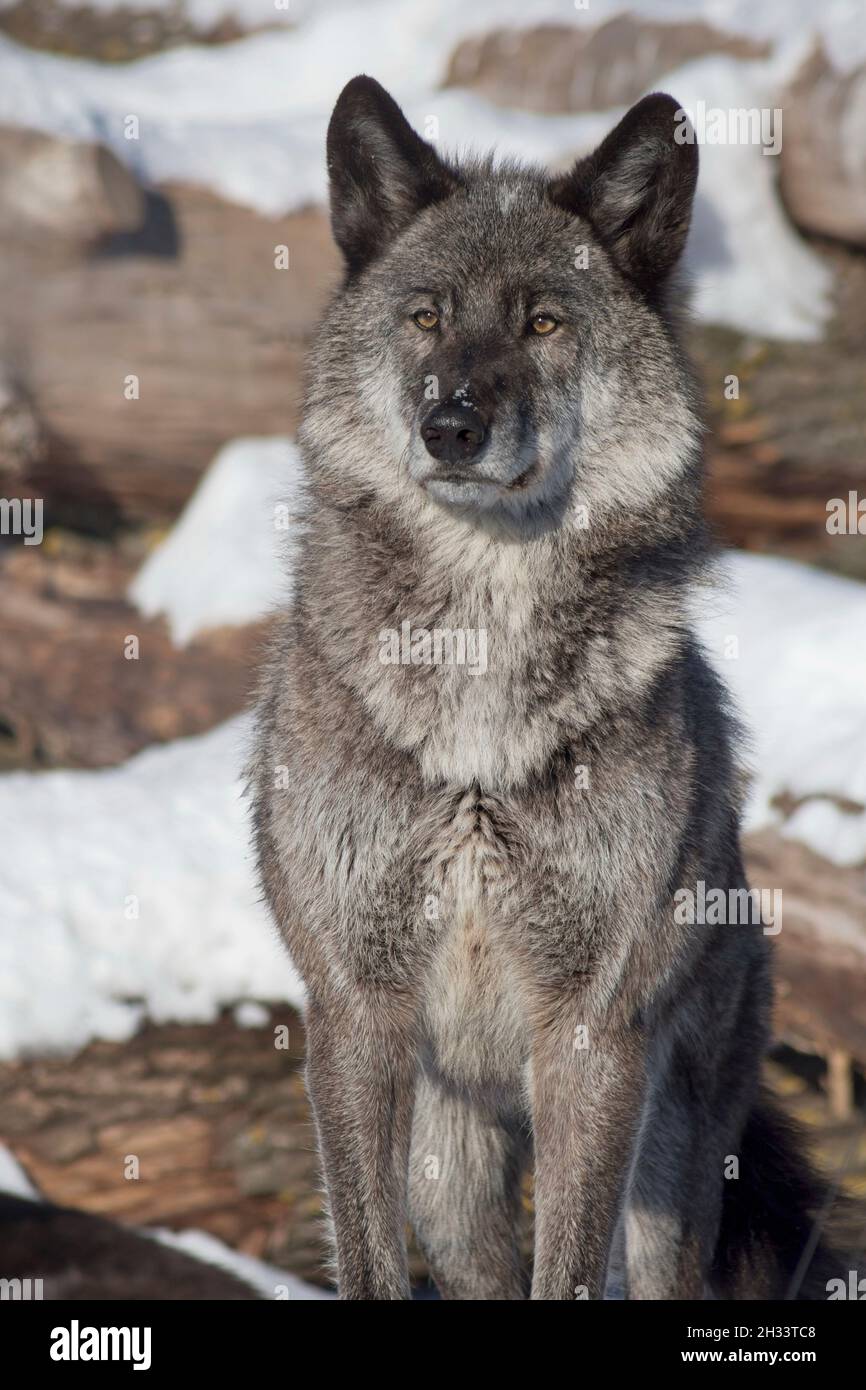Black canadian wolf is standing on a white snow. Close up. Canis lupus ...