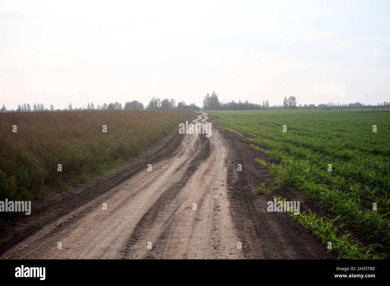 Road through fields in summer Stock Photo - Alamy