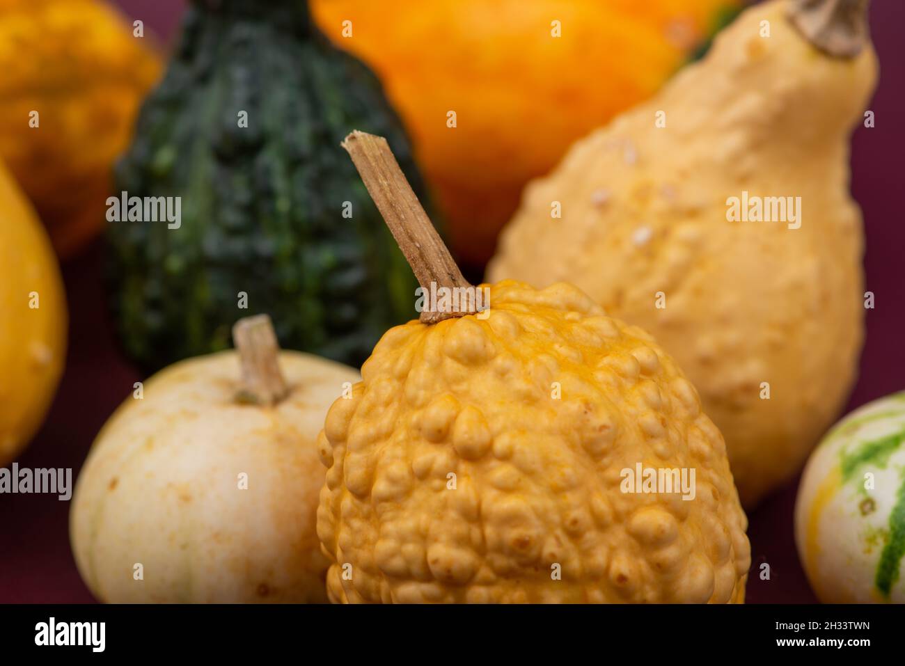 Small decorative pumpkins hi-res stock photography and images - Alamy