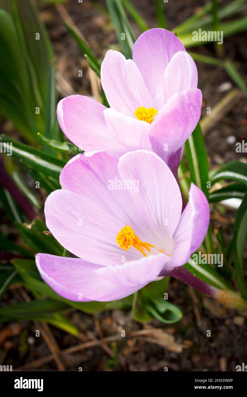 Background Crocus Flower