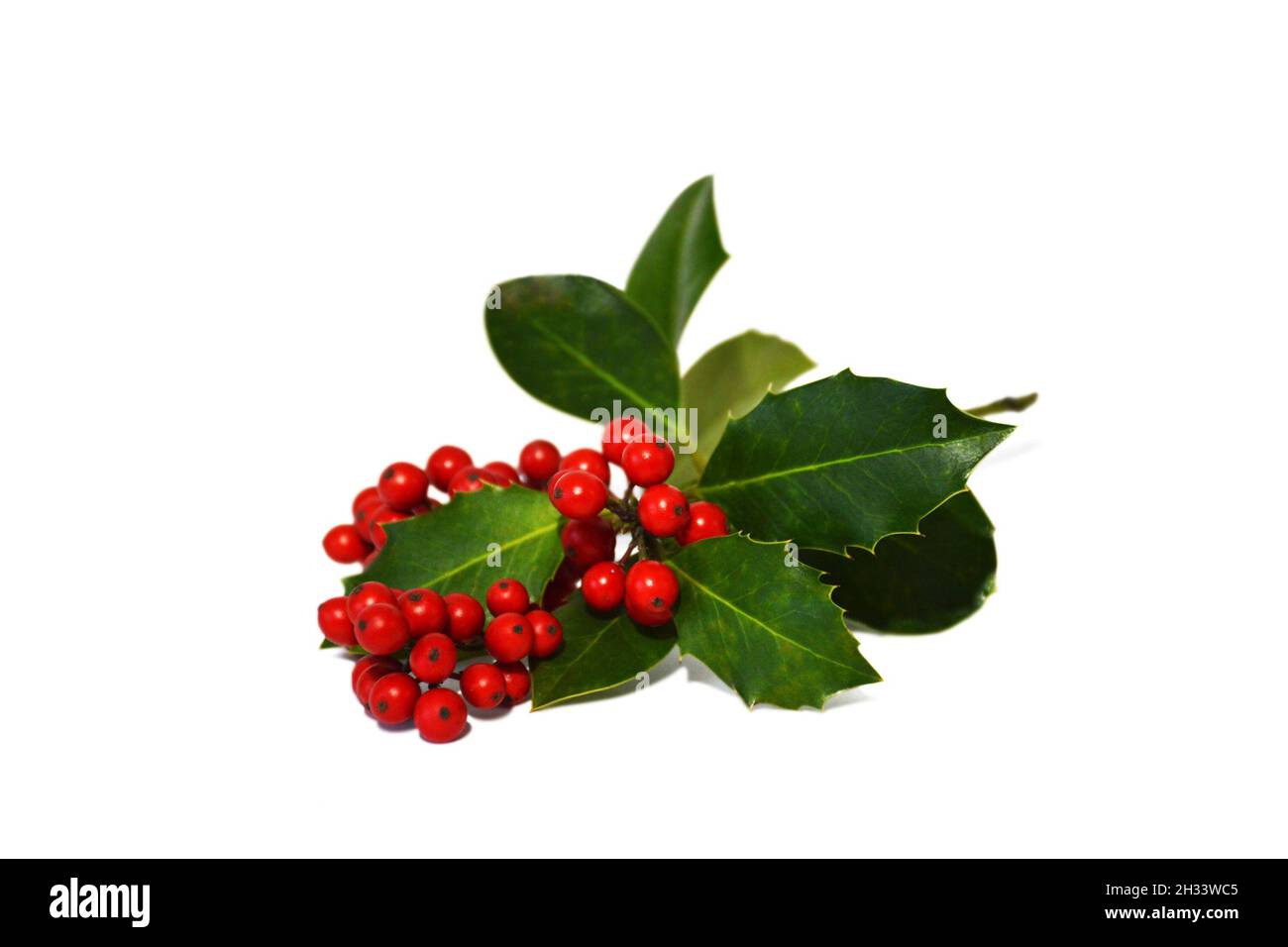 Holly isolated on white background Stock Photo - Alamy