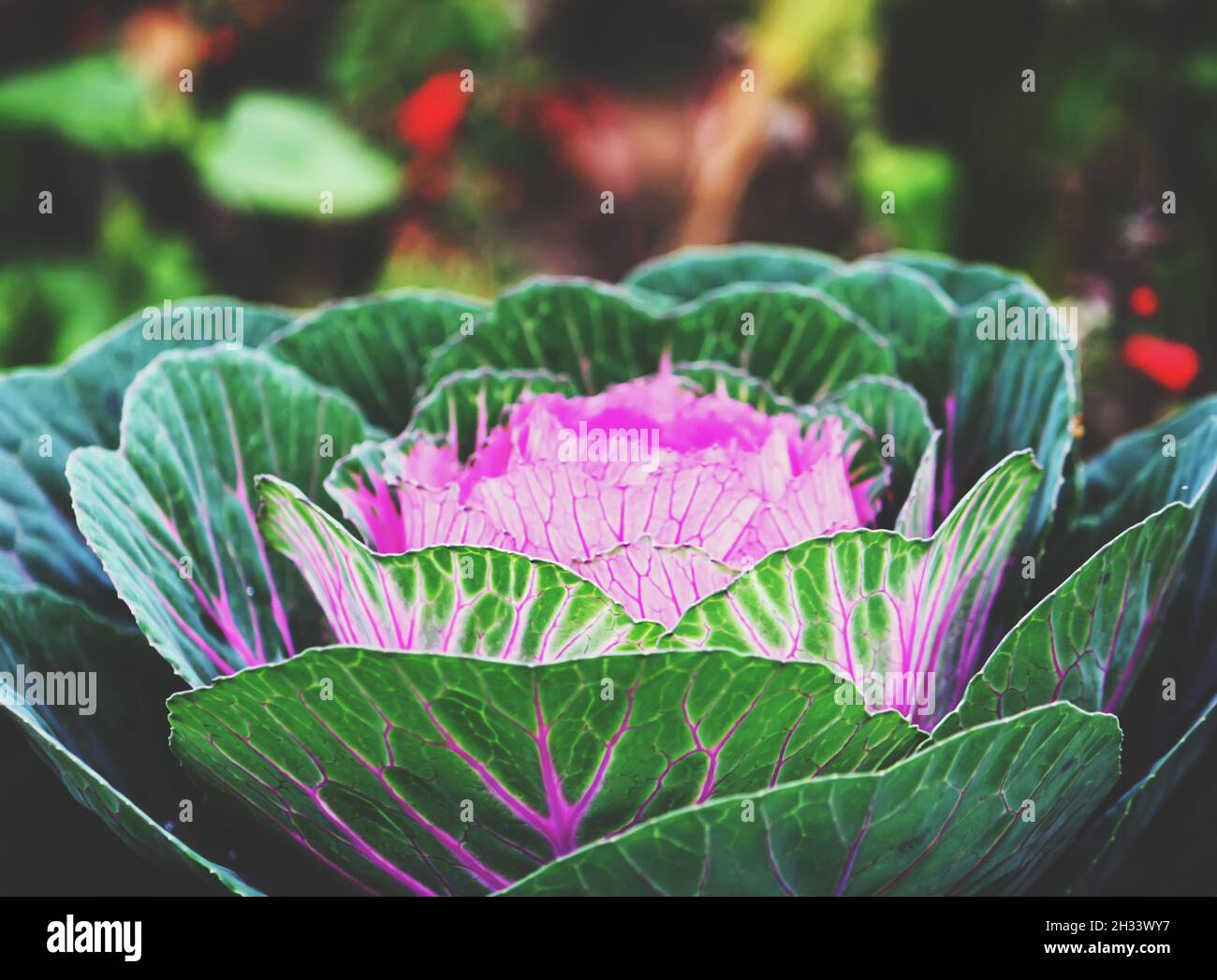 Beautiful garden flowers Stock Photo - Alamy