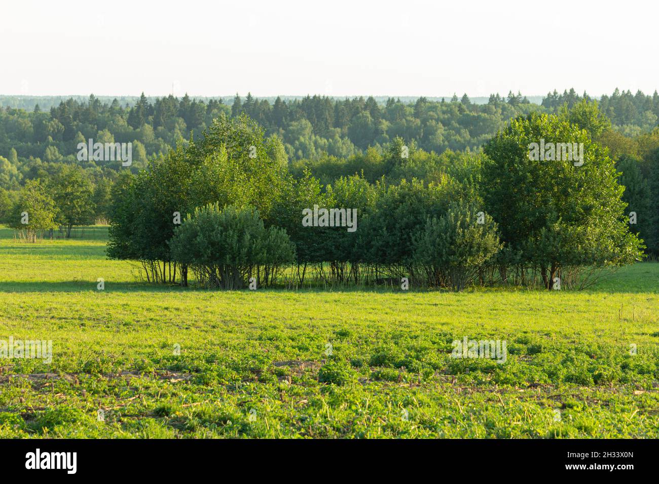 Green Plain View Trees Forest Grass Leaves Nature Stock Photo - Alamy