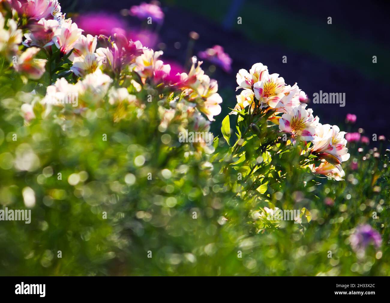 Beautiful garden flowers Stock Photo - Alamy