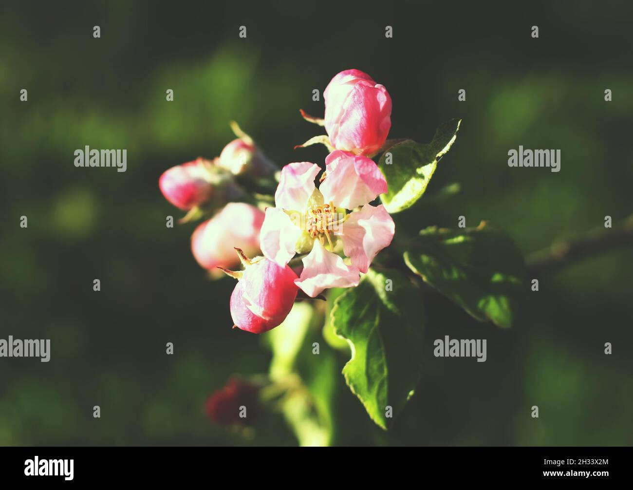 Beautiful garden flowers Stock Photo - Alamy