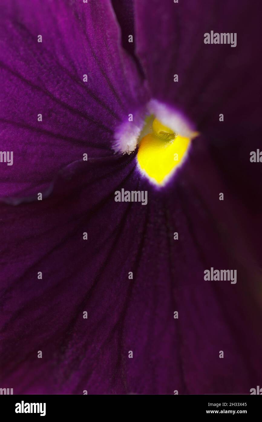 Flower Center Texture