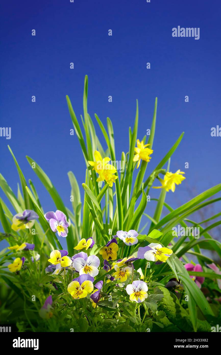 Closeup of violet, yellow and purple pansy flowers with small daffodils ...